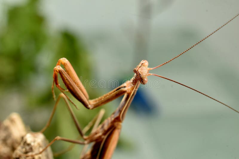 Close-up of the Head and Forelegs of a Praying Mantis. Stock Image ...