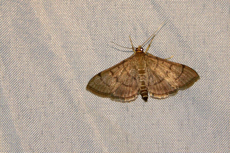 Pyralidae moth stock photo. Image of wildlife, life - 264249716