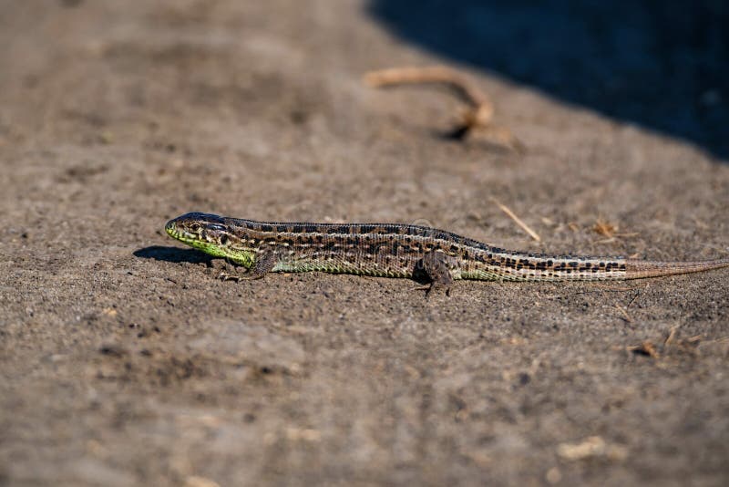 Close-up Brown Quick Lizard on the Ground Stock Photo - Image of brown ...