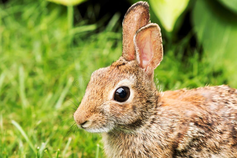 Close-up of a Brown Rabbits Face Stock Photo - Image of close, bunny ...