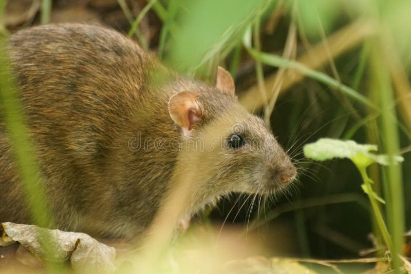A close up of a brown rat stock photo. Image of outdoor - 268580752