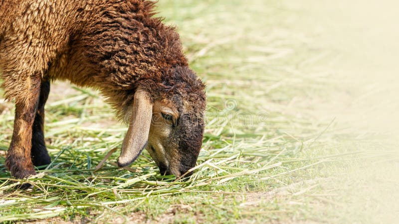 Close Up Brown Sheep Eat Grass in the Meadows in Late Summer Stock ...