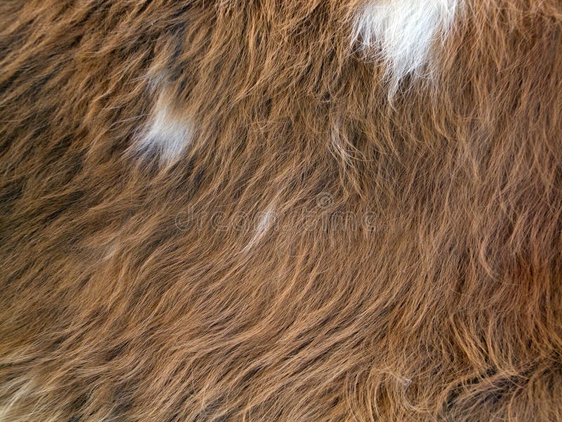 Close Up of Brown Skinned Goat Fur with White Details Stock Image ...