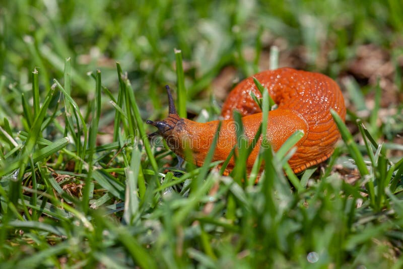 Close up on a slug stock image. Image of antenna, nature - 152335243