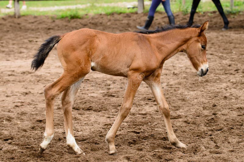 Close-up brown Small foal stock image. Image of horsehead - 120717979