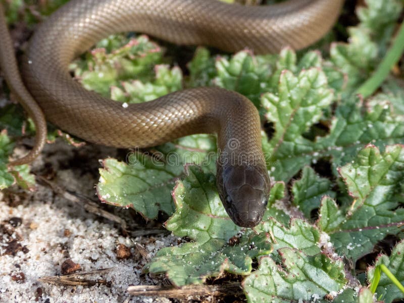 Brown Snake Slithering through Foliage. Stock Image - Image of wildlife ...