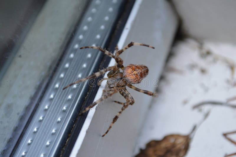Spider web on a window stock image. Image of untidy - 227894629