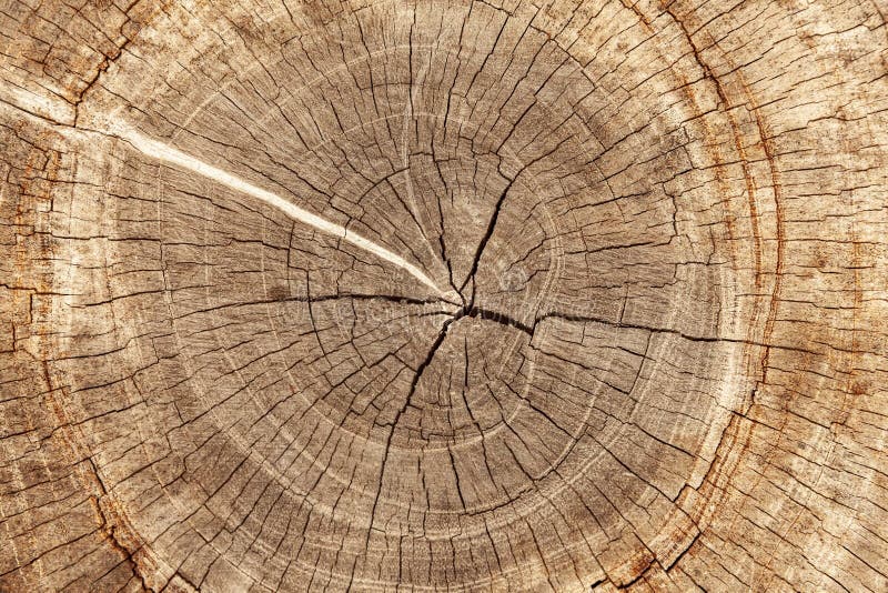 Brown Stump Pattern Texture and Background Seamless Stock Image - Image ...