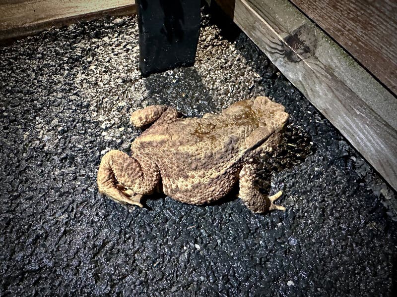 Close-Up of a Brown Toad on Wet Asphalt at Night, Illuminated by ...