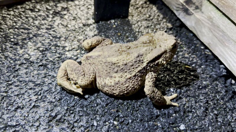 Close-Up of a Brown Toad on Wet Asphalt at Night, Illuminated by ...