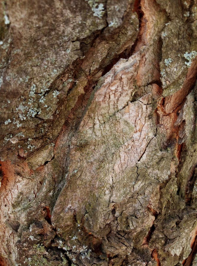 Texture of Brown Tree Bark Close Up. Stock Image - Image of texture ...