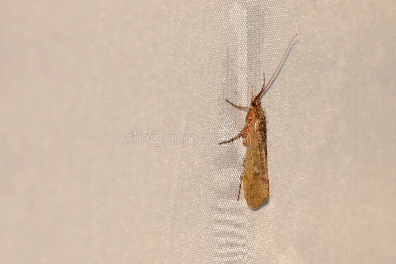 Trichoptera moth stock image. Image of moth, caddisfly - 251034861