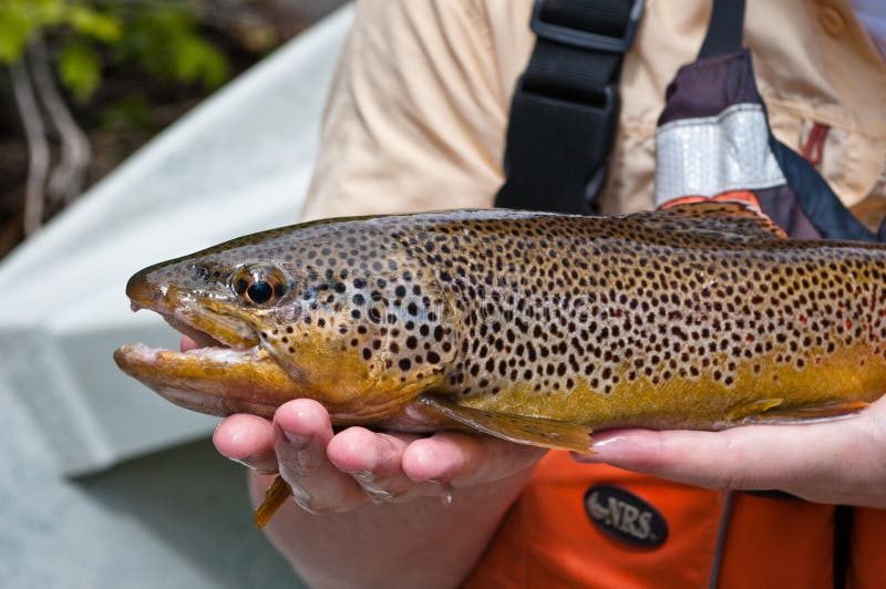 Close Up of a Brown Trout after Being Caught Stock Photo - Image of ...