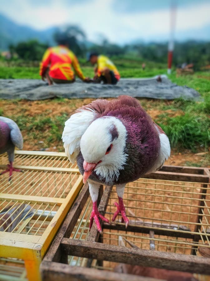 Close Up of a Brown and White Combination Pigeon Stock Image - Image of ...
