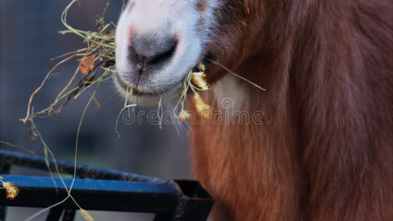 Close Up of a Brown and White Goat Eatin Stock Footage - Video of ...