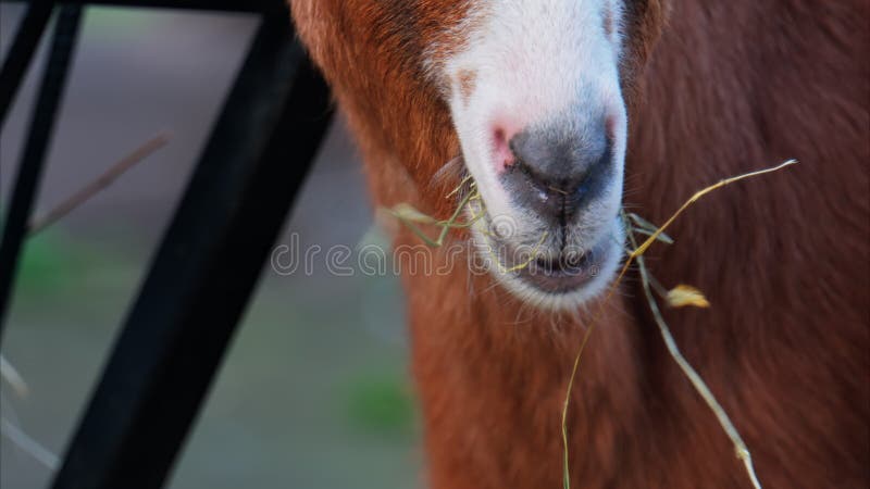 Close Up of a Brown and White Goat Eatin Stock Footage - Video of ...