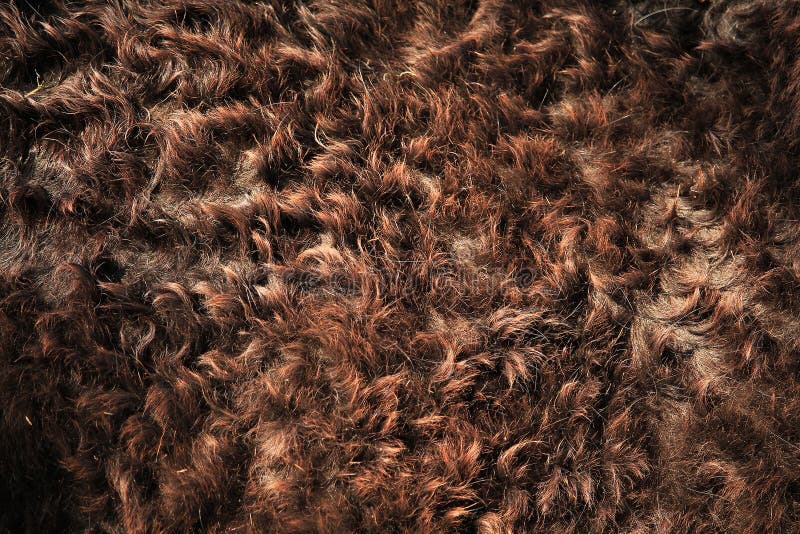 Close up of brown wool stock image. Image of sheep, abstract - 99664151