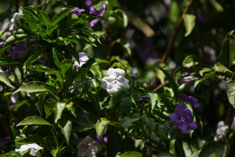 Close Up of Brunfelsia Uniflora Flower Stock Image - Image of asia ...