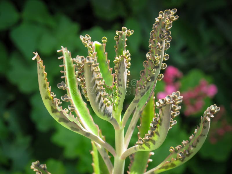 Close Up of Bryophyllum Flower in Garden Stock Photo - Image of ...