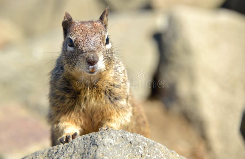 Close Up Buck Toothed Squirrel Stock Photos - Free & Royalty-Free Stock ...