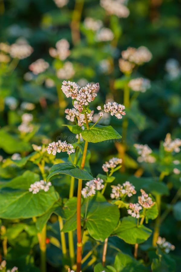 Close-up of Buckwheat Bloom Stock Photo - Image of growth, blooming ...