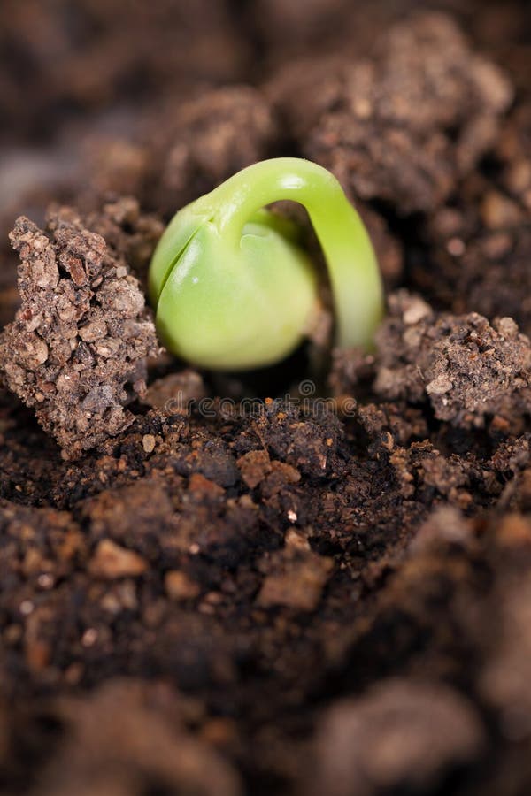 Close-up of Bud Breaking Out of Soil in Spring Stock Image - Image of ...