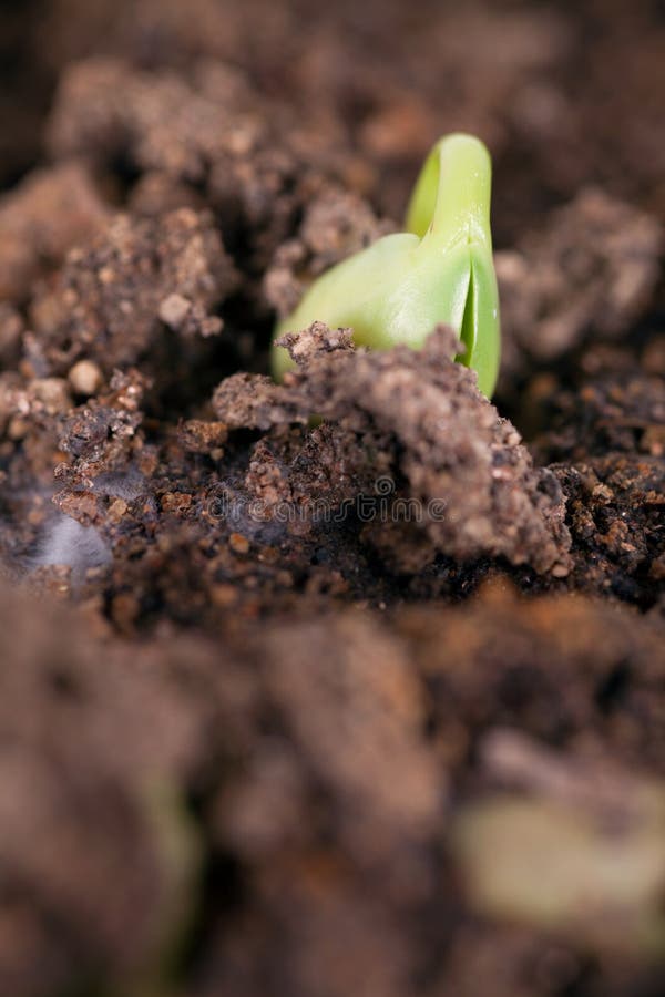 Close-up of Bud Breaking Out of Soil in Spring Stock Image - Image of ...