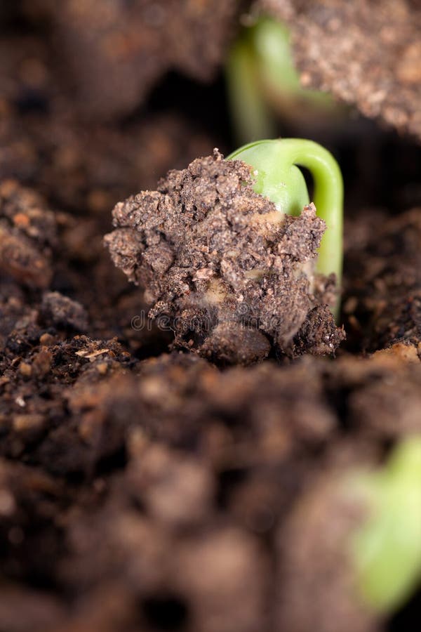 Close-up of Bud Breaking Out of Soil in Spring Stock Image - Image of ...