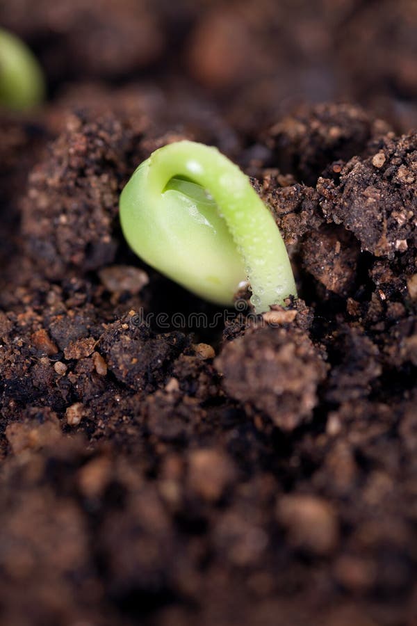 Close-up of Bud Breaking Out of Soil in Spring Stock Image - Image of ...