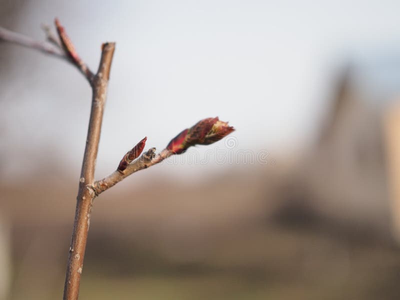 Close Up Bud of Chestnut Tree at Early Spring Stock Photo - Image of ...