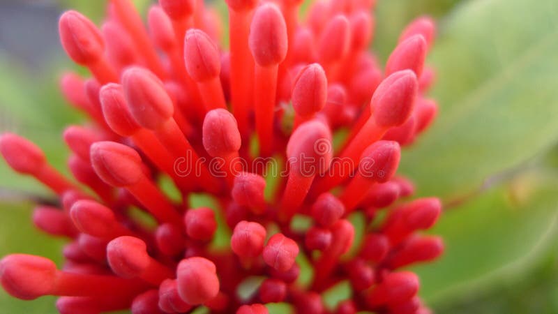 Close-up, Bud, Fresh, Red Flower Buds Stock Photo - Image of nature ...