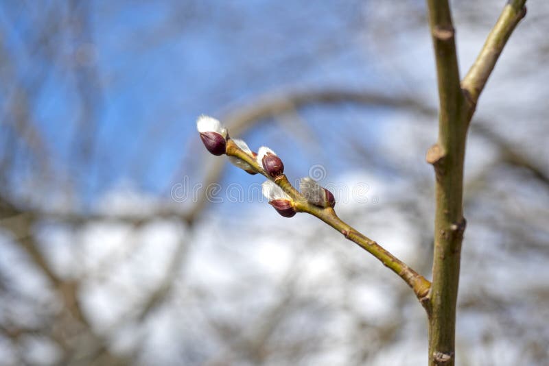 Close-up of Budding Buds on a Branch. Blurred Background in the ...