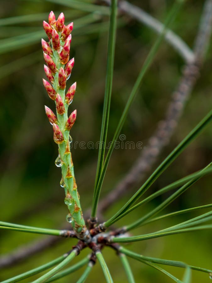 Close Up of Budding Conifer after Rain Stock Photo - Image of close ...