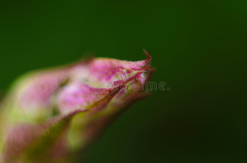 Close Up a Budding Flower on Tree Branch on Blurred Nature Background ...