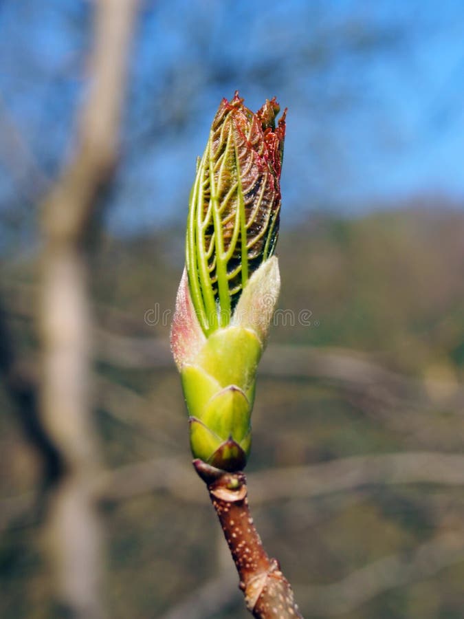 The Budding Leaf of a Sycamore Tree in April Stock Image - Image of ...