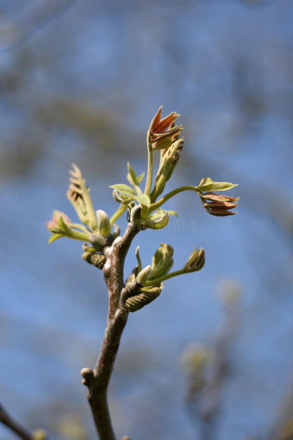 Sprouting Leaves on a Deciduous Tree in Spring Stock Image - Image of ...