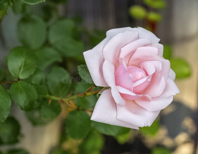Close Up of Budding Pink Rose Stock Image - Image of rose, nature ...