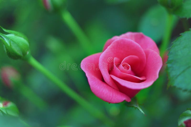 Close-up of Budding Pink Rose among Greenery of Garden. Card Stock ...
