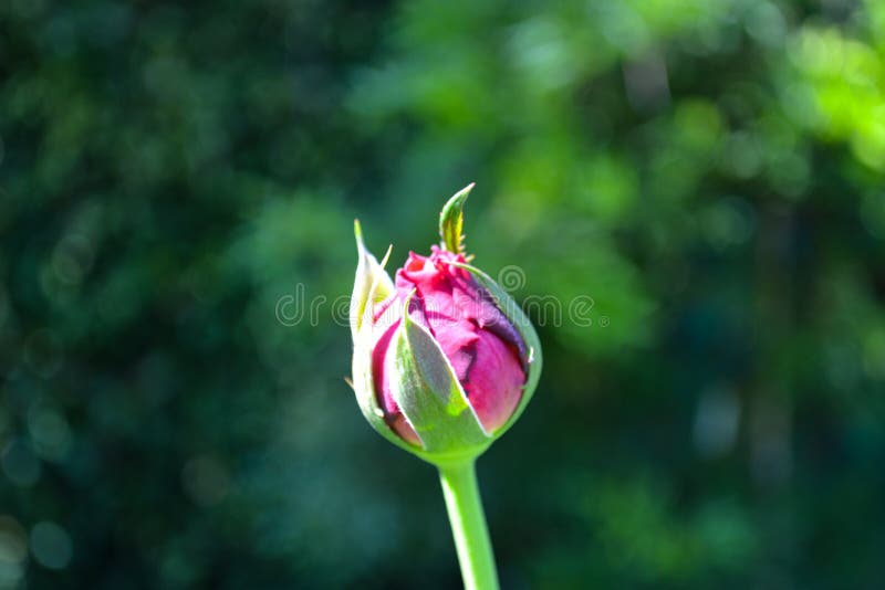 Budding pink rose stock photo. Image of pink, love, flower - 164796694
