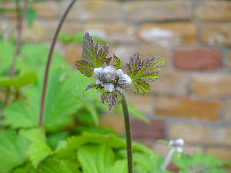 Close-up of a Budding Plant with a Blurred Brick Wall Background. Stock ...