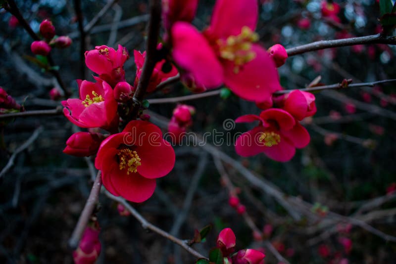 Budding Red Flowers on a Small Tree Stock Image - Image of small ...