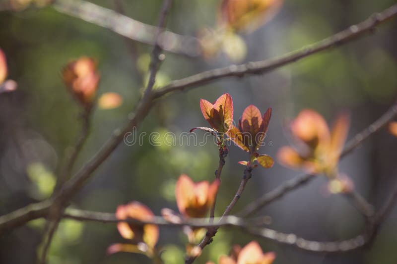 Close-up of Budding Tree Leaves Stock Photo - Image of plant, orange ...