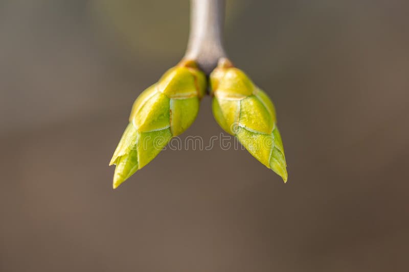 Close Up of a Budding Tree in Springtime, Featuring Lush Green Leaves ...