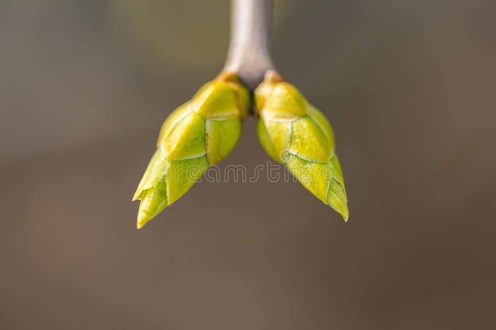 Close Up of a Budding Tree in Springtime, Featuring Lush Green Leaves ...