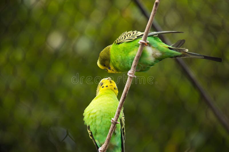 Close-up of Budgerigar (Melopsittacus Undulatus) Parrots Resting on the ...