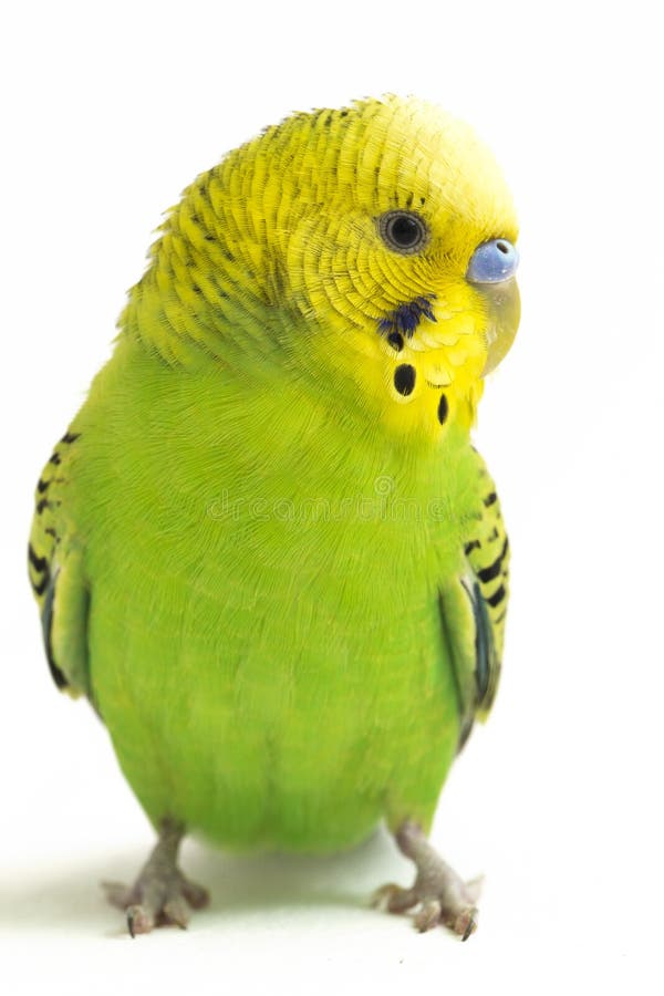 130 Budgie Side Profile Close Up Stock Photos - Free & Royalty-Free ...