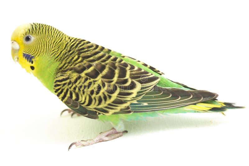 130 Budgie Side Profile Close Up Stock Photos - Free & Royalty-Free ...