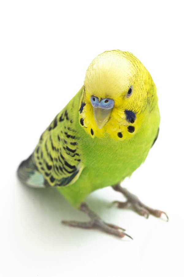 130 Budgie Side Profile Close Up Stock Photos - Free & Royalty-Free ...