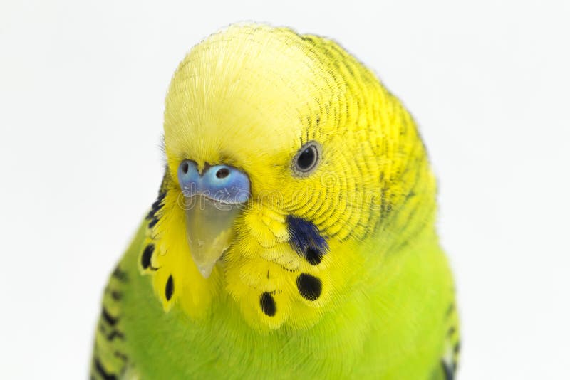 130 Budgie Side Profile Close Up Stock Photos - Free & Royalty-Free ...