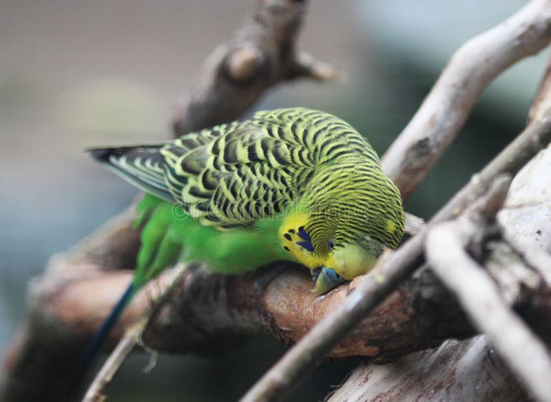 Budgerigar stock photo. Image of branch, exotic, nature - 99616182